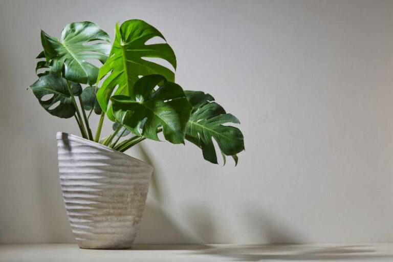 Pot Size Matters - The Key to Monstera Success