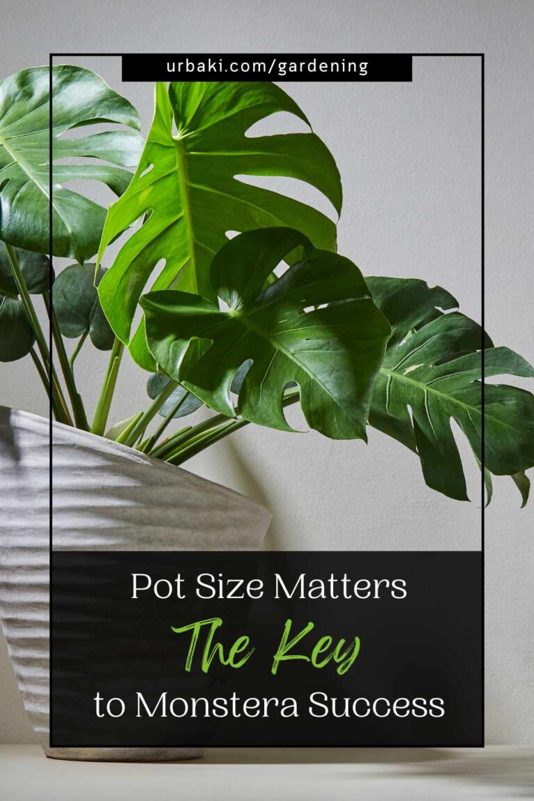Pot Size Matters - The Key to Monstera Success