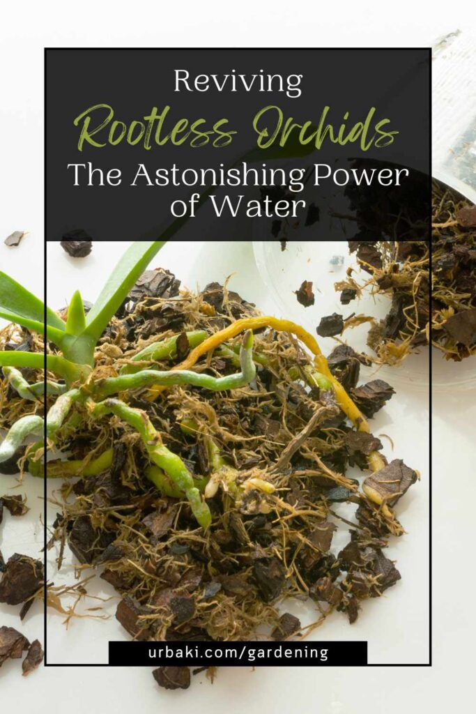 Reviving Rootless Orchids - The Astonishing Power of Water