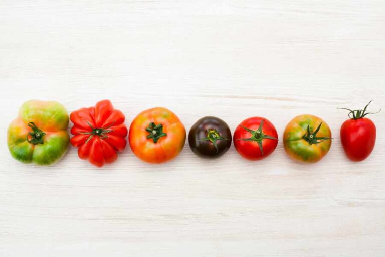 Tomato Secrets - 5 Rules for Incredible Harvests