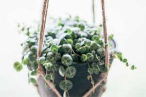 String of Turtles - 7 Care Tips You Should Know