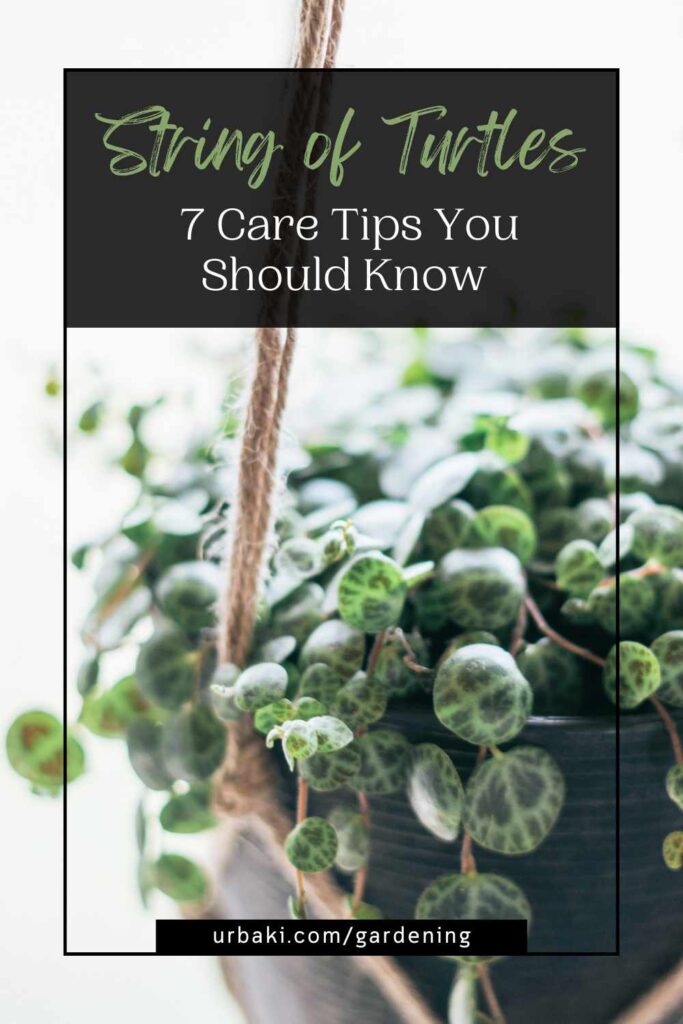 String of Turtles - 7 Care Tips You Should Know