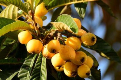 5 Reasons to Start Growing Loquats in Your Garden