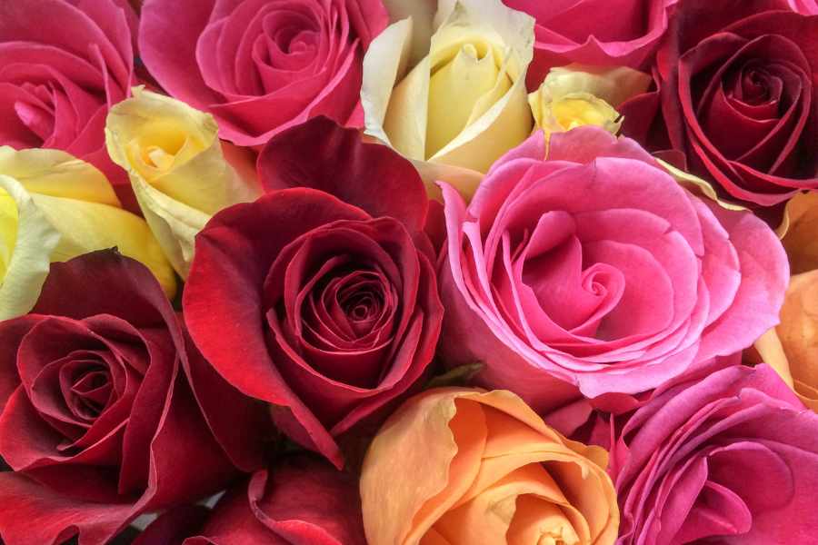 Growing Roses - A Complete Beginner's Guide