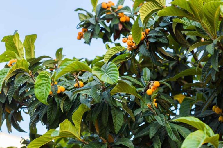 5 Reasons to Start Growing Loquats in Your Garden