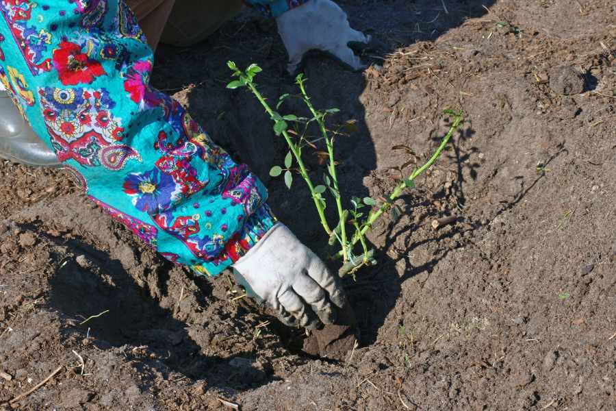 Growing Roses - A Complete Beginner's Guide