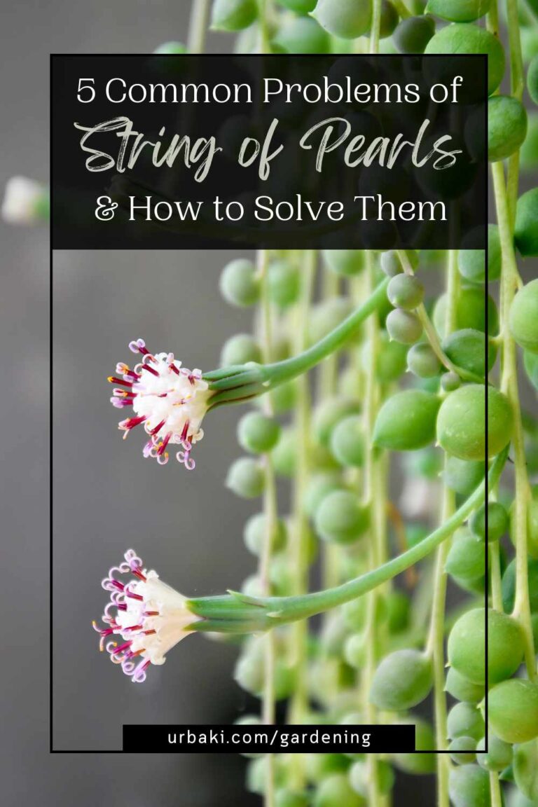 5 Common Problems of String of Pearls and How to Solve Them