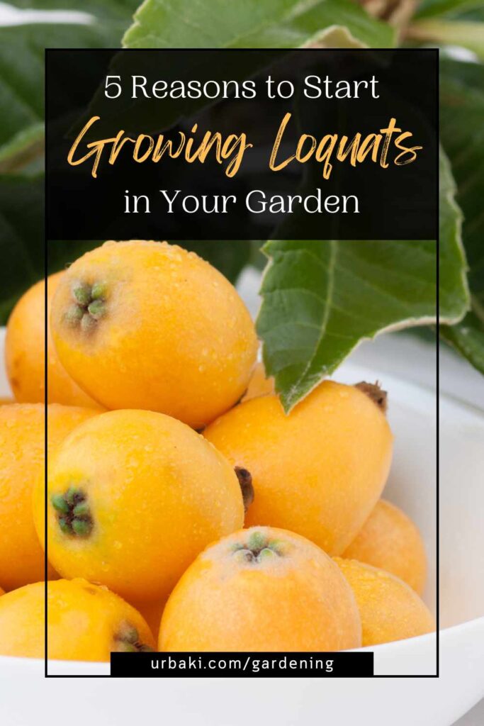 5 Reasons to Start Growing Loquats in Your Garden