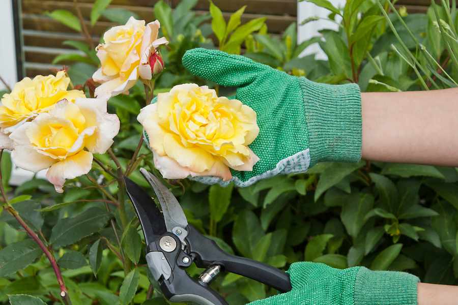 Growing Roses - A Complete Beginner's Guide