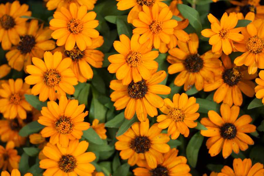 Magic Flowers That Will Repel Pests and Feed Your Plants
