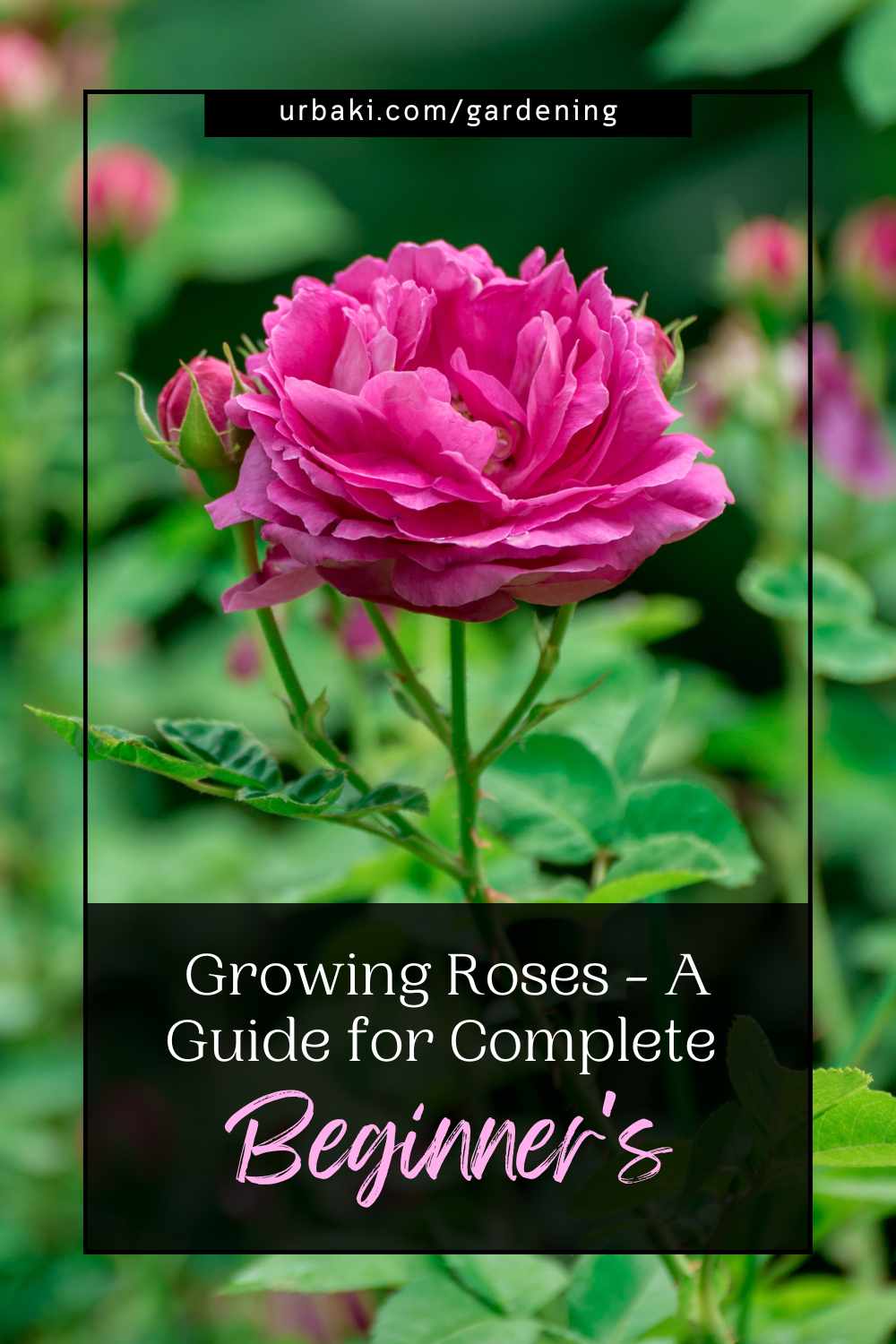 Growing Roses - A Complete Beginner's Guide