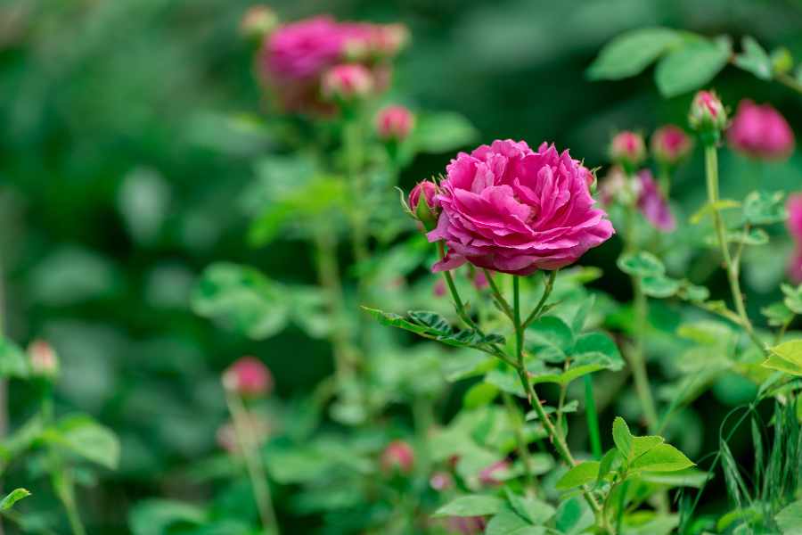 Growing Roses - A Complete Beginner's Guide