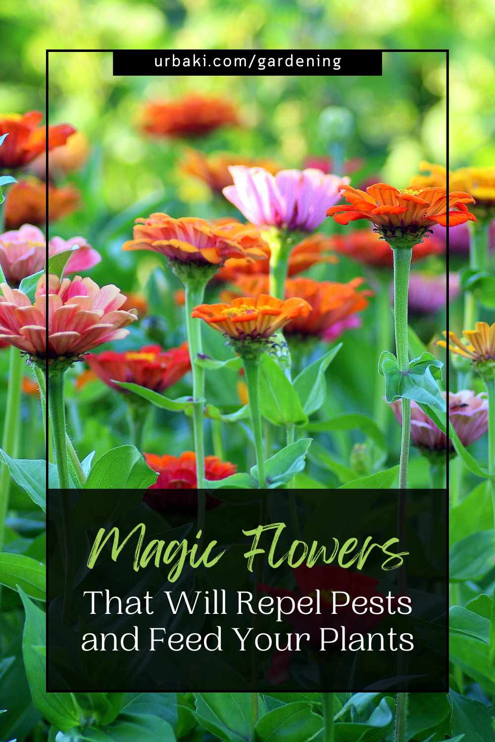 Magic Flowers That Will Repel Pests and Feed Your Plants