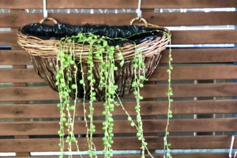 5 Common Problems of String of Pearls and How to Solve Them