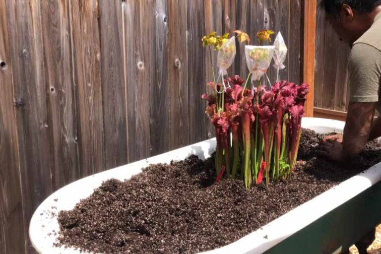 Turning an Old Tub into a Bog Garden (Sarracenia Judith Hindle)
