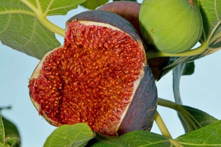 5 Quick-Fruiting Fig Trees for Your Garden