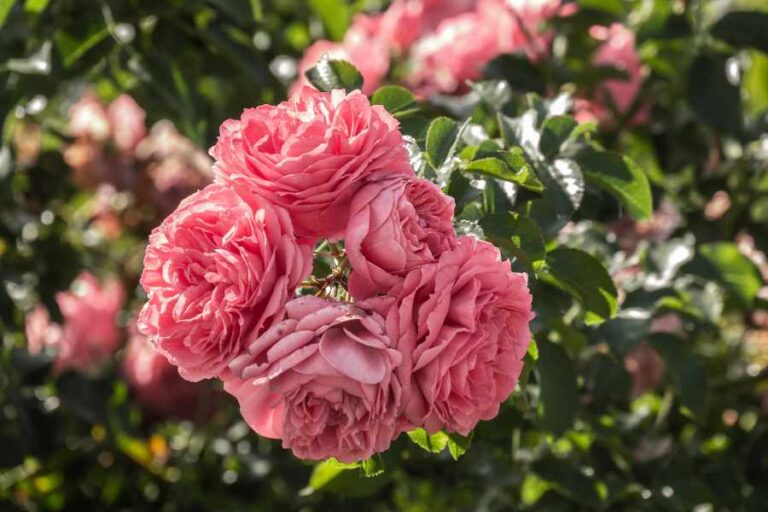 How to Prune Roses After Blooming in Summer