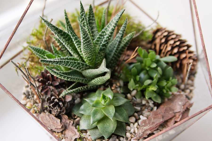 Tips to Plant a Succulent Garden Like a Pro