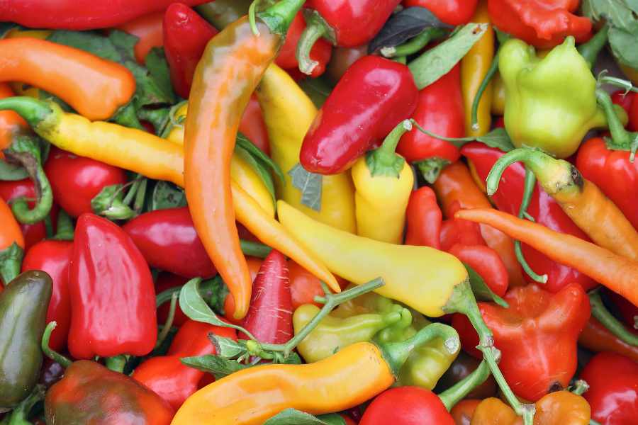 The 3 Most Productive & Versatile Pepper Varieties
