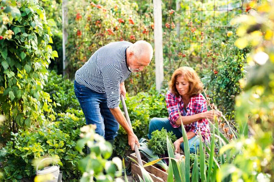 4 Gardening Hacks to Help Your Plants Prosper