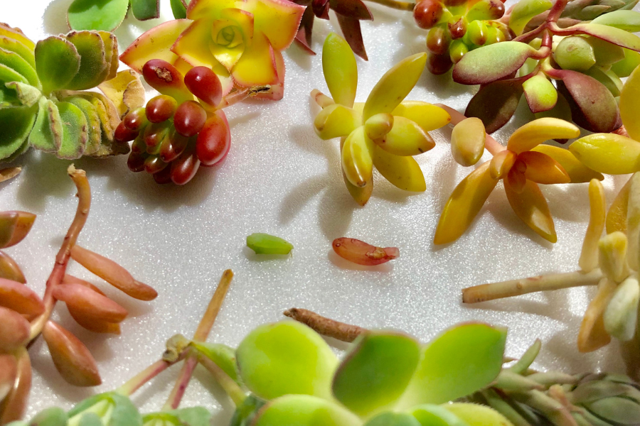 3 Techniques to Accelerate Succulent Growth