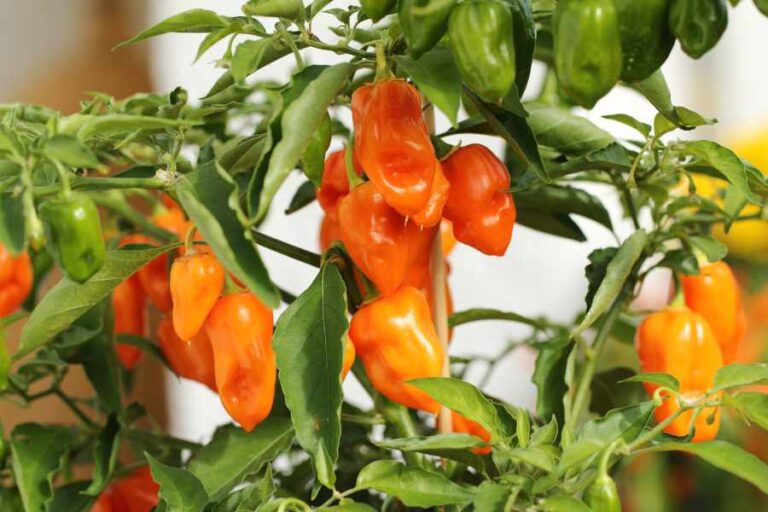 The 3 Most Productive & Versatile Pepper Varieties