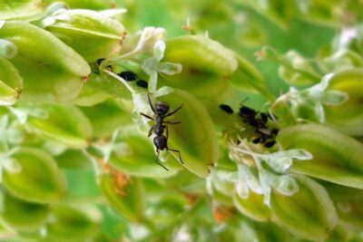 Ant Troubles? Try These Easy Eco-Friendly Fixes