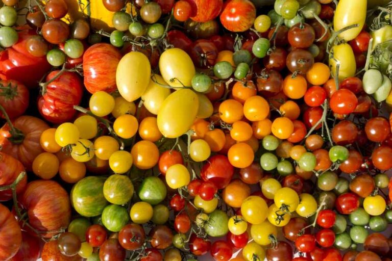 5 Tips For Success Growing Tomatoes in Fall