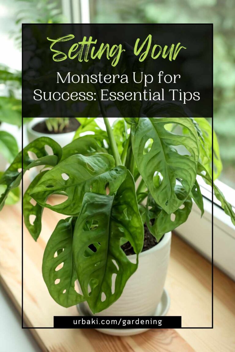 Setting Your Monstera Up for Success - Essential Tips