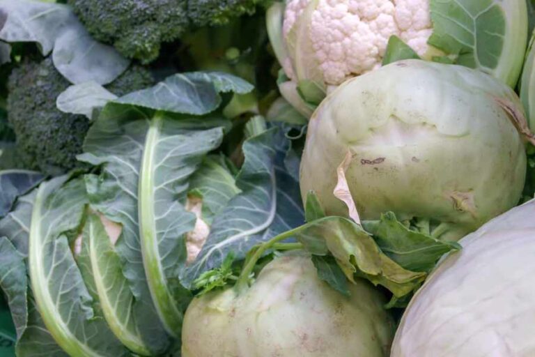 The Hanging Cabbage Cultivation Method You Need to Try