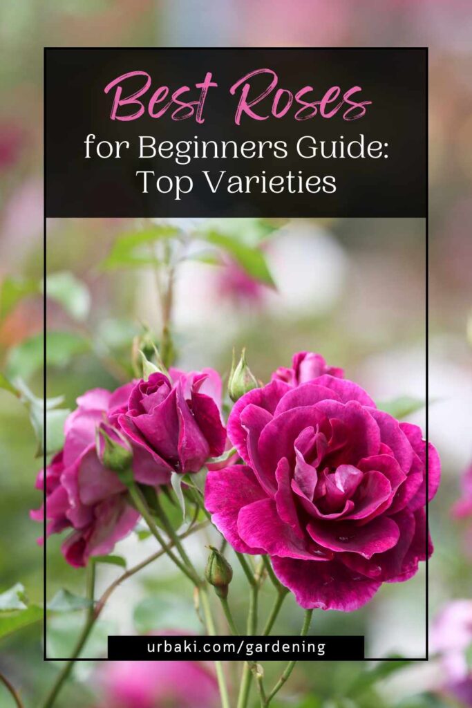 Best Roses for Beginners Guide: Top Varieties