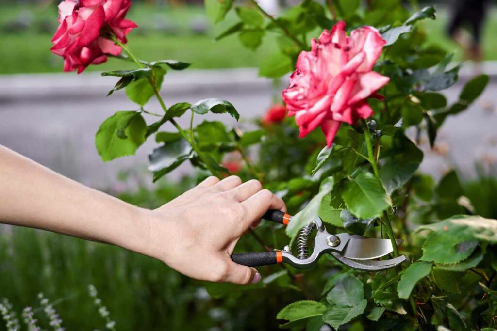 Best Roses for Beginners Guide: Top Varieties