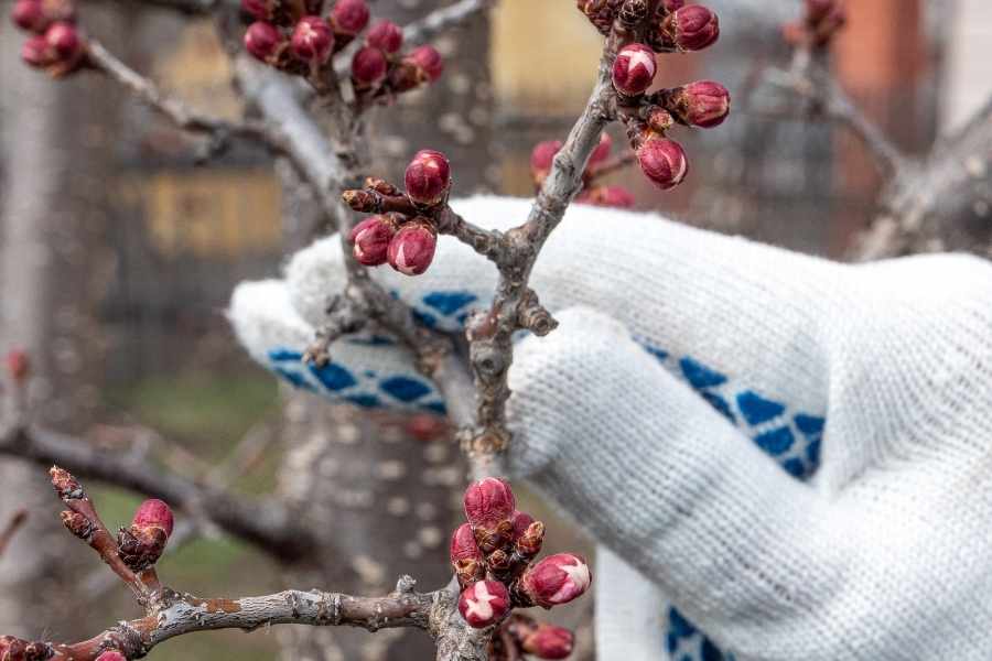 How to Overwintering Plants? - for BEGINNERS