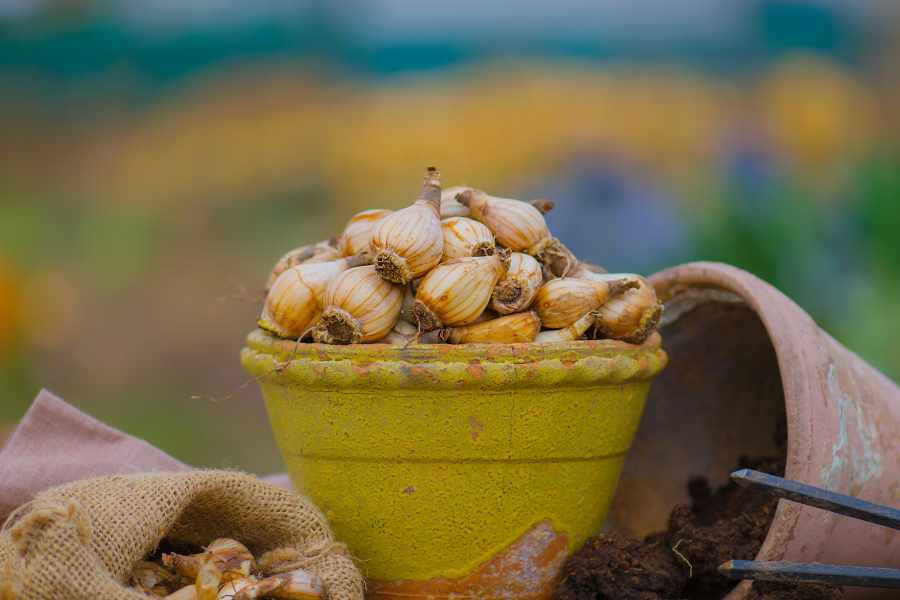 Step-by-Step Guide: How to Plant Fall Bulbs