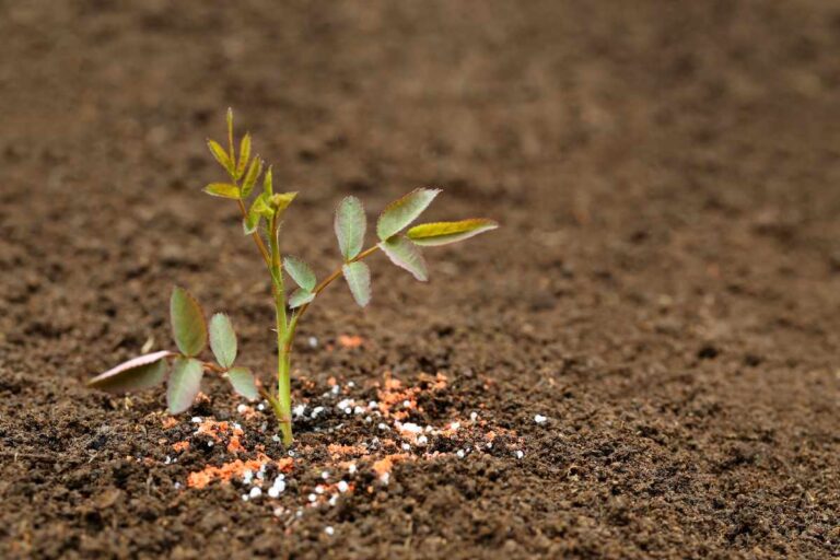 Best Roses for Beginners Guide: Top Varieties