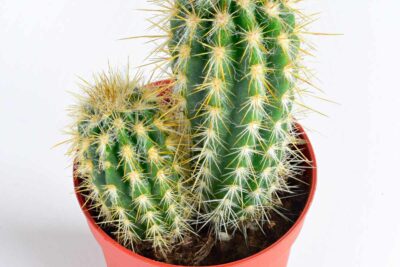 Quick Guide to Learn How to Identify Cactus