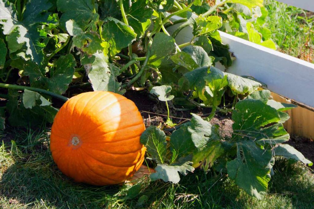 Easy Way to Care and Harvest Pumpkins in Autumn