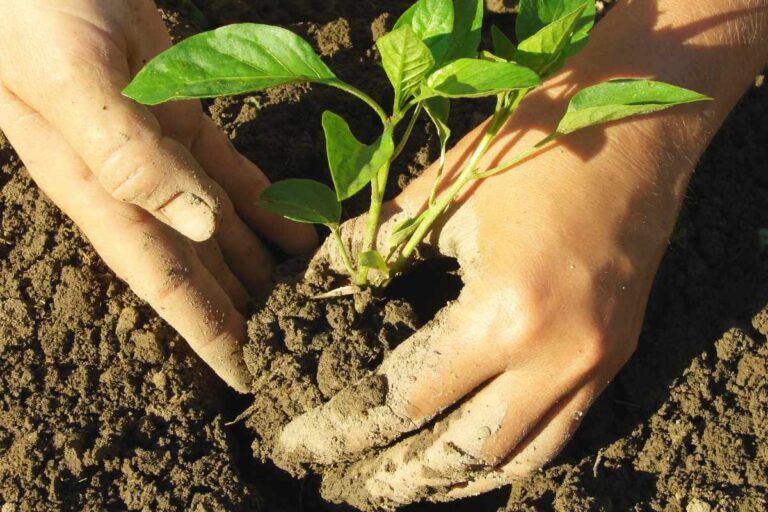 Optimize Your Garden with a Pepper Planting Calendar