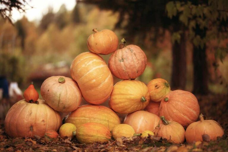 Easy Way to Care and Harvest Pumpkins in Autumn