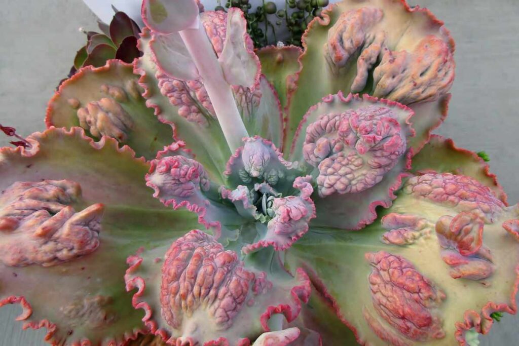 Echeveria Ruffles - The Succulent That Looks Like Cabbage
