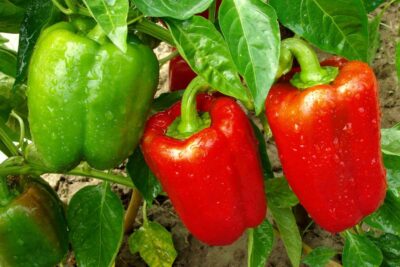Optimize Your Garden with a Pepper Planting Calendar