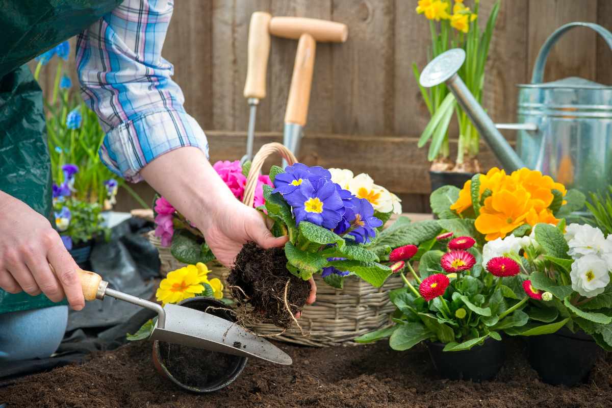 How to Plant Flowers in the Right Spot