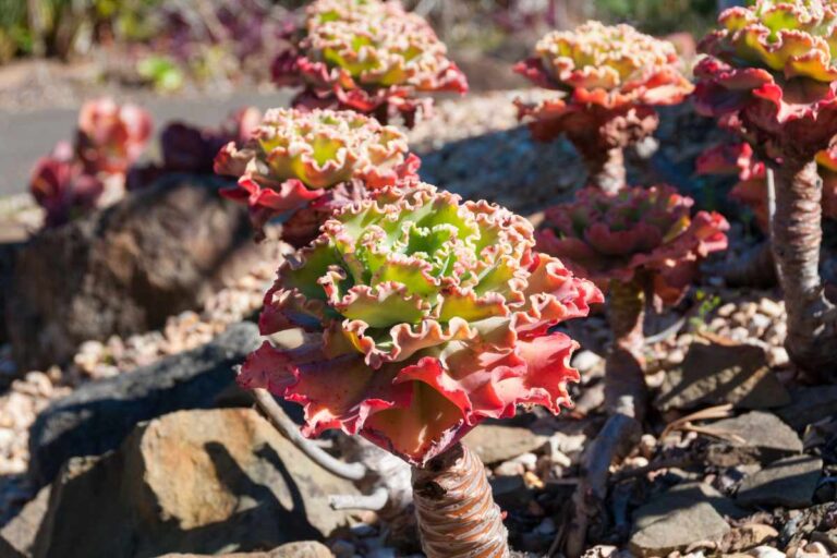 Echeveria Ruffles - The Succulent That Looks Like Cabbage