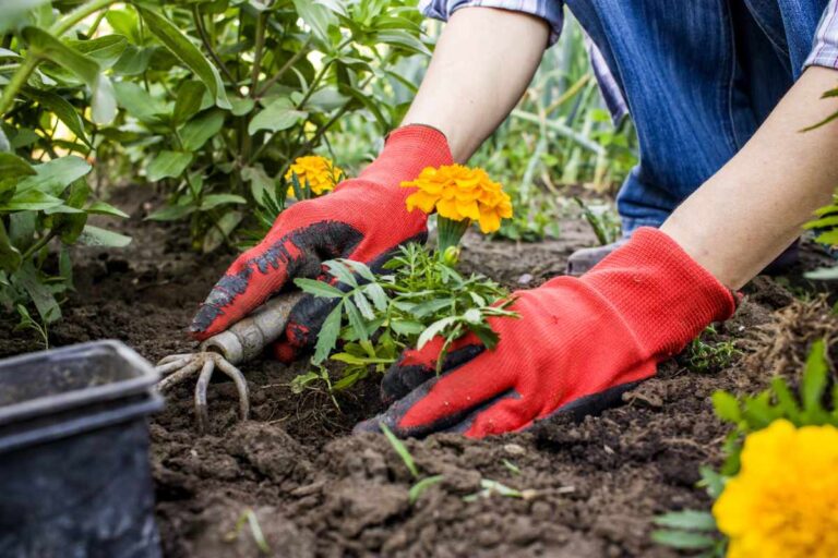 Tips to Help You Start Planning Your Spring Garden