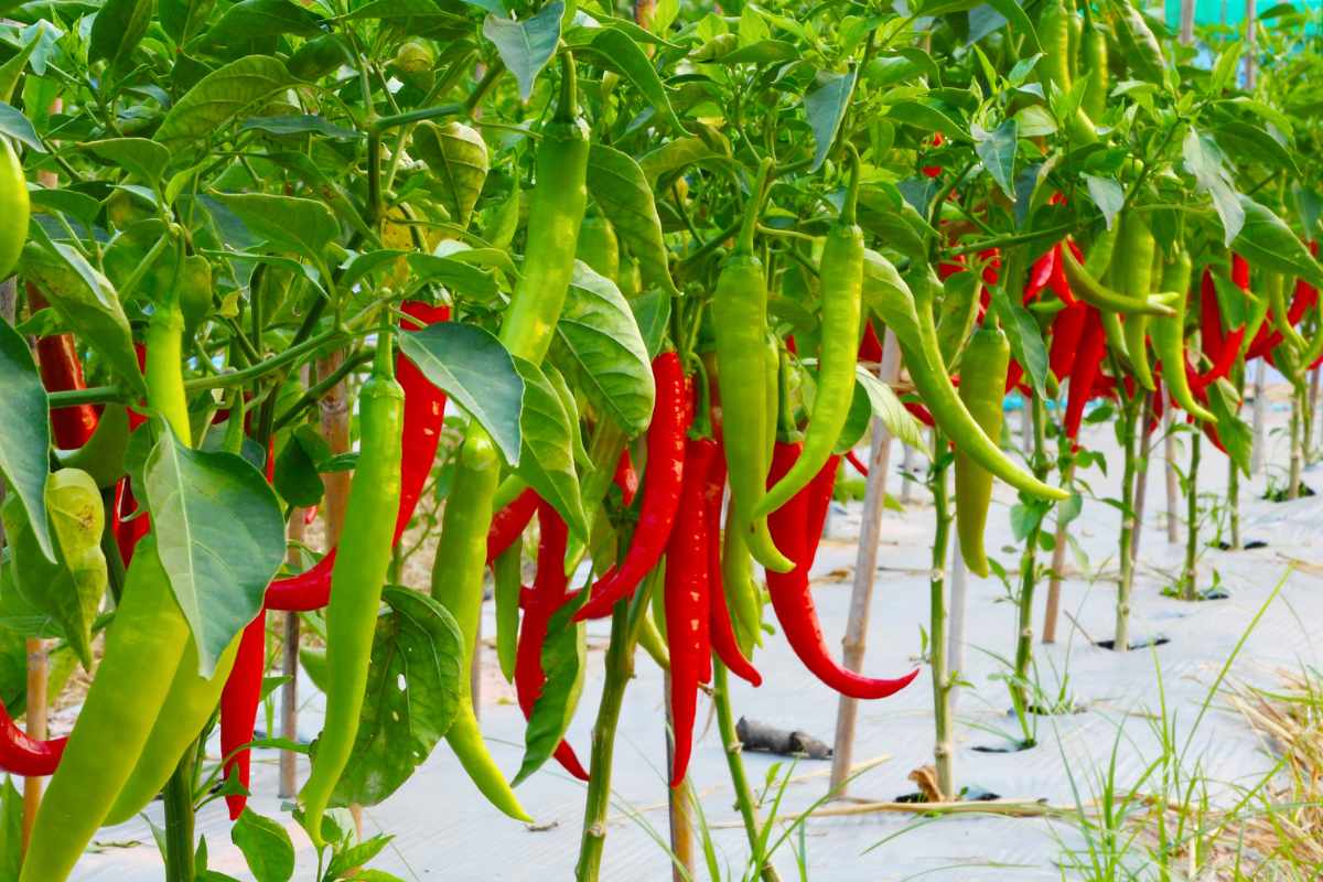 Optimize Your Garden with a Pepper Planting Calendar