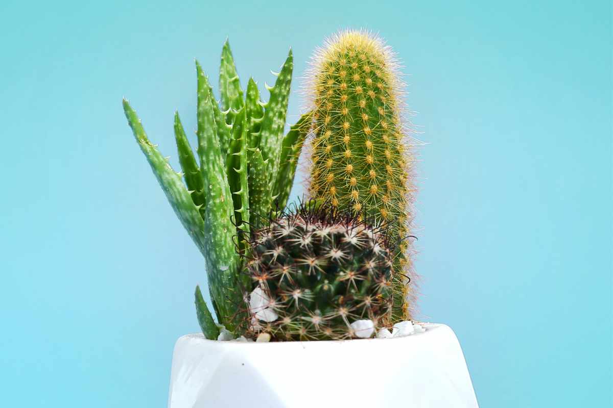 Top 5 Cactus Facts You Probably Don't Know