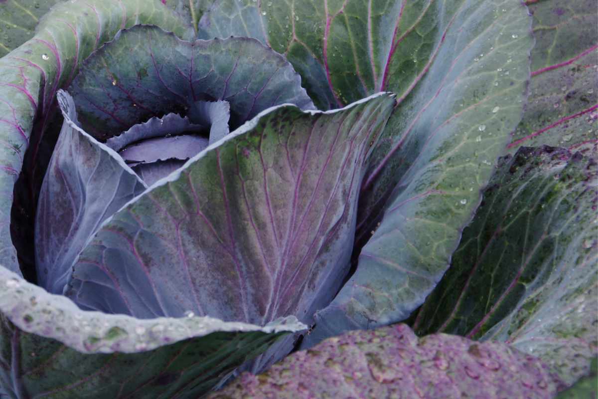 Cabbage Leaves Turning Purple - Causes and Solutions
