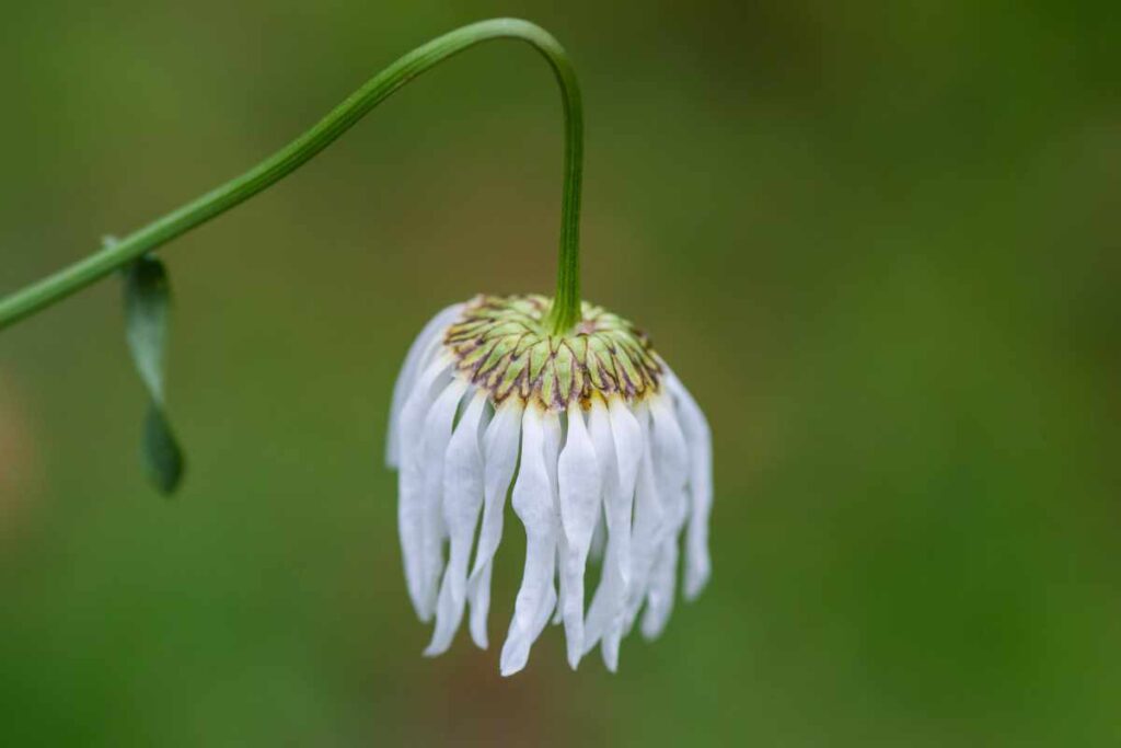 What You Need to Do If Your Flowers are Drooping