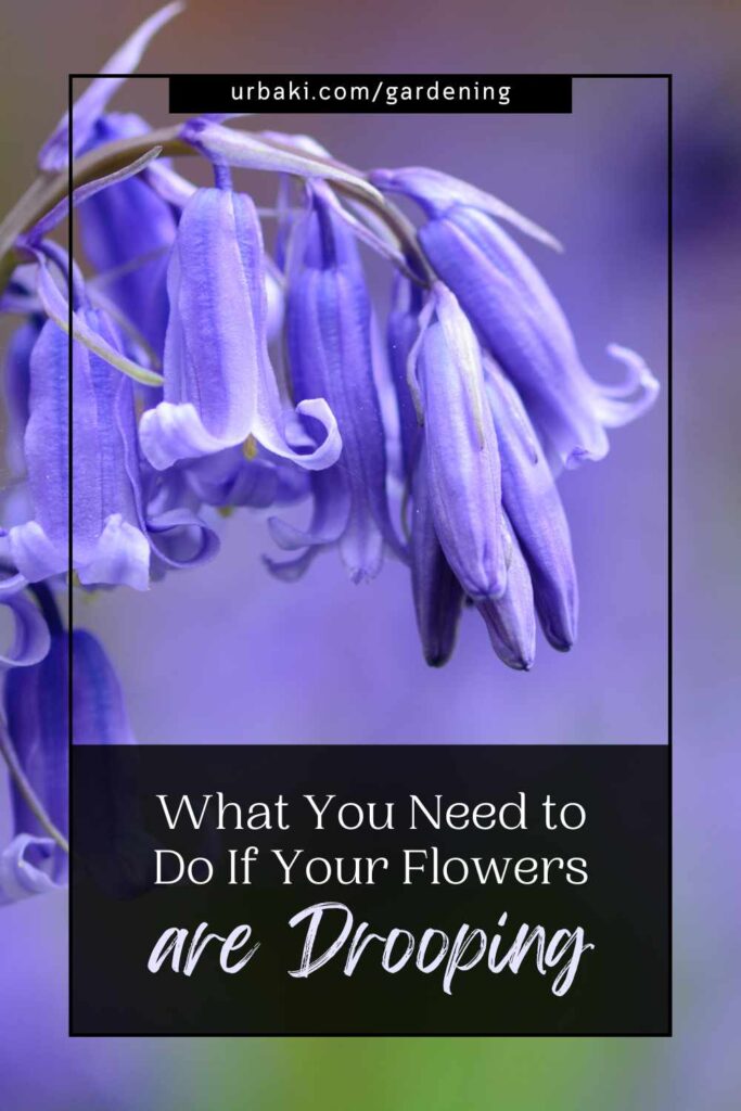 What You Need to Do If Your Flowers are Drooping