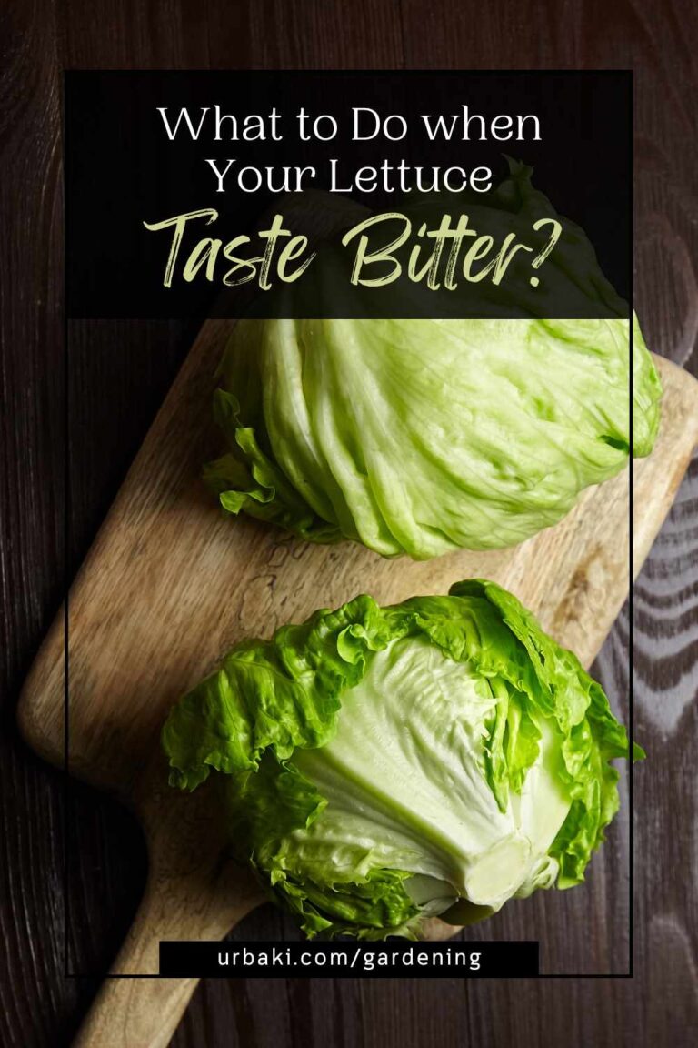 What to Do When Your Lettuce Taste Bitter?